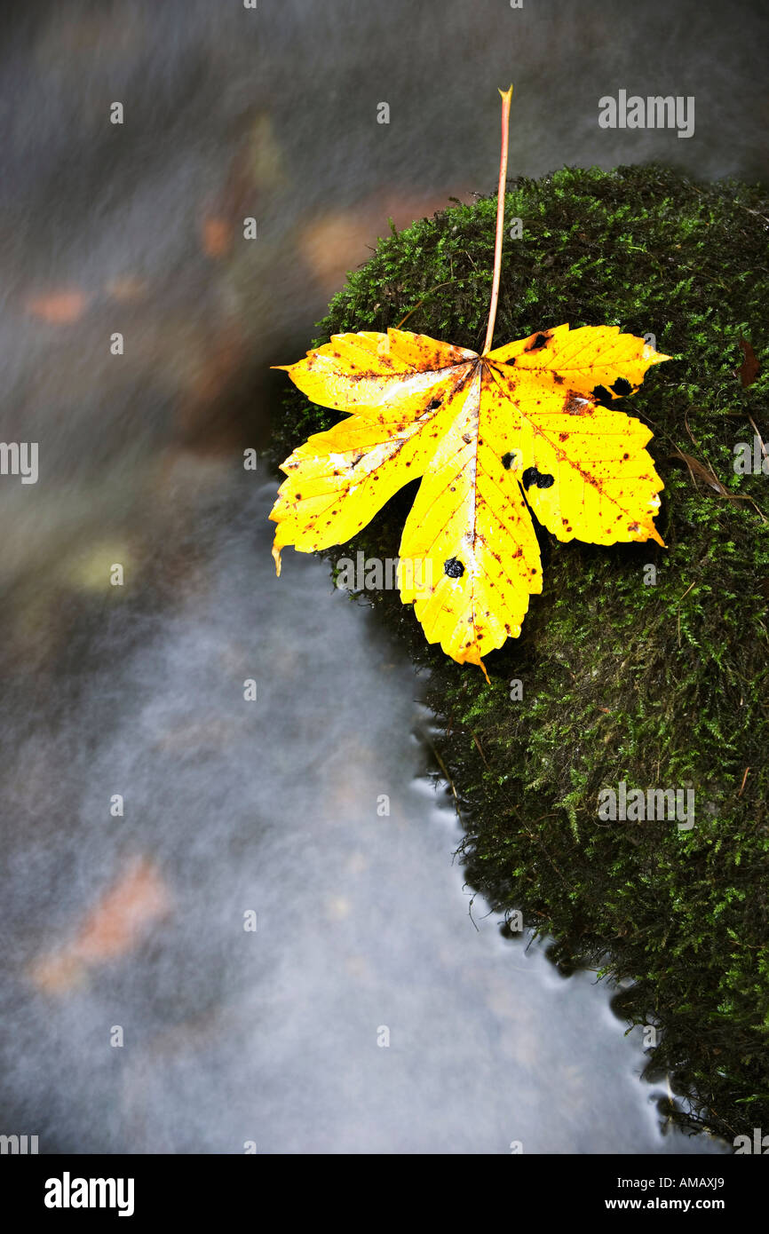 Streams maple leaves in hi-res stock photography and images - Alamy