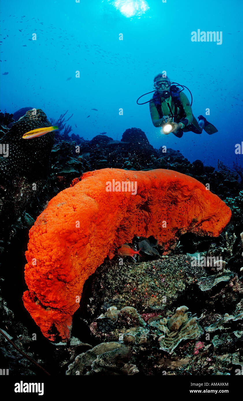 Scuba diver and Orange Elephant Ear Sponge Agelas clathrodes ...