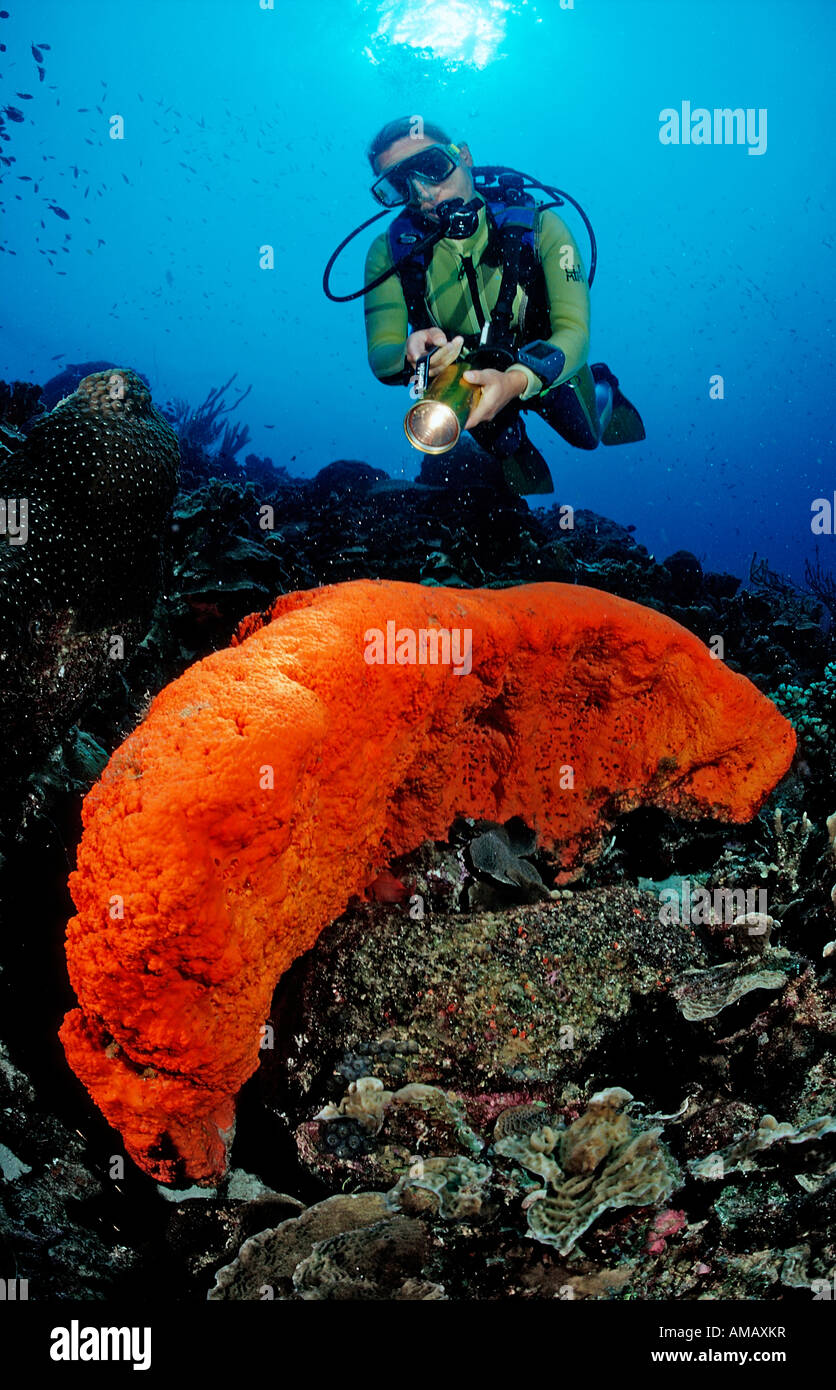 Scuba diver and Orange Elephant Ear Sponge Agelas clathrodes ...