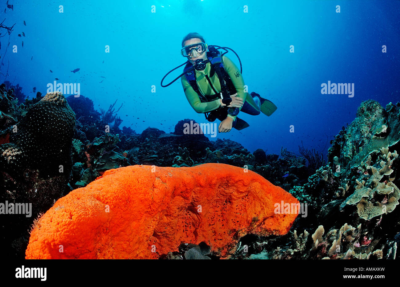 Scuba diver and Orange Elephant Ear Sponge Agelas clathrodes ...