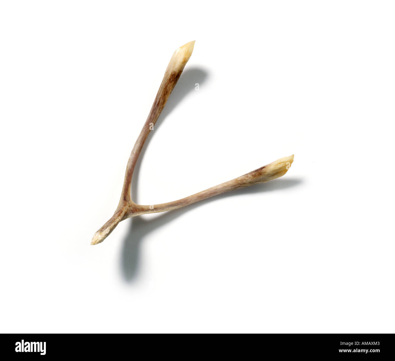 Chicken wishbone Cut Out Stock Images & Pictures - Alamy