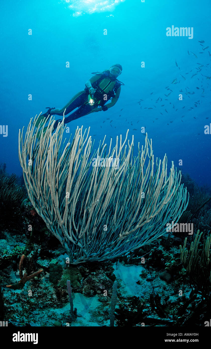 Scuba diver and coral reef Netherlands Antilles Bonaire Caribbean Sea ...