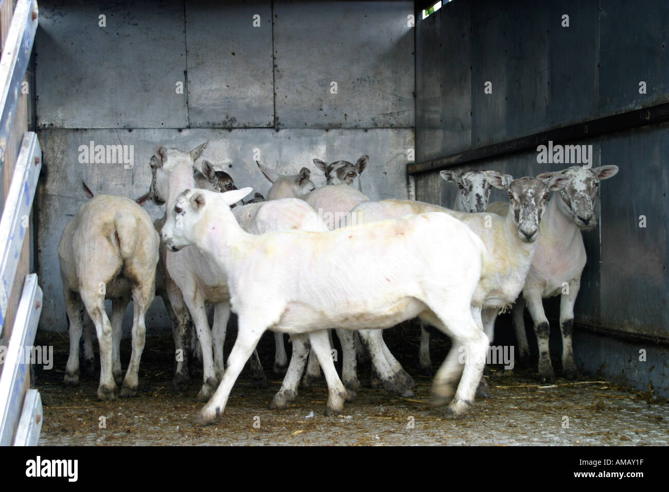 Frightened sheep hi-res stock photography and images - Alamy