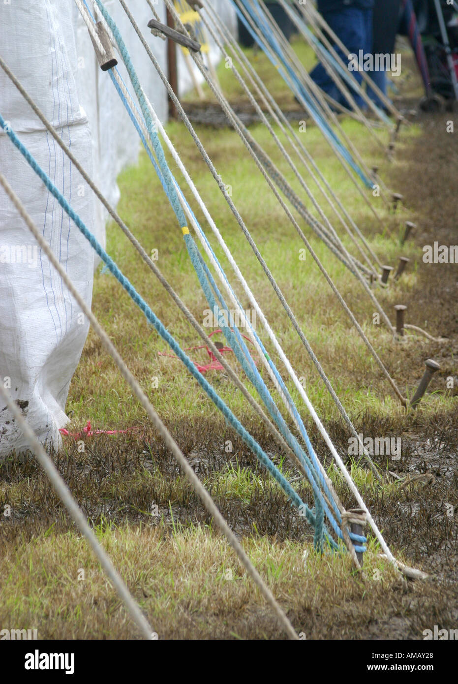 Row of guy ropes for traditional canvas tent or marquee Stock Photo - Alamy