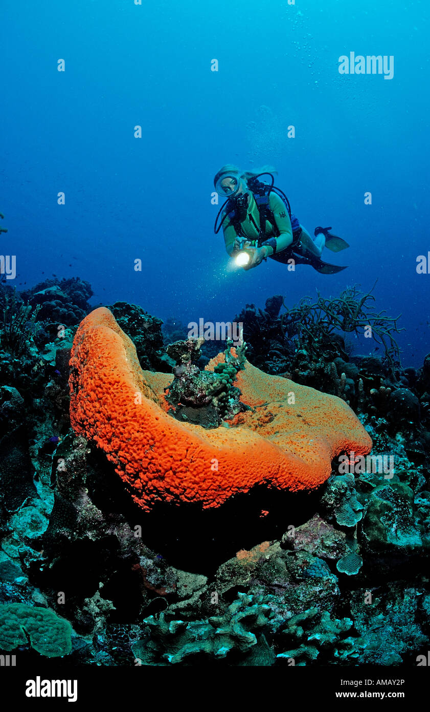 Scuba diver and Orange Elephant Ear Sponge Agelas clathrodes ...