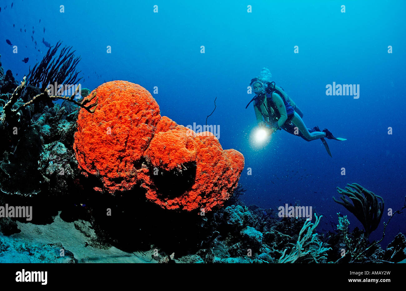 Scuba diver and Orange Elephant Ear Sponge Agelas clathrodes ...
