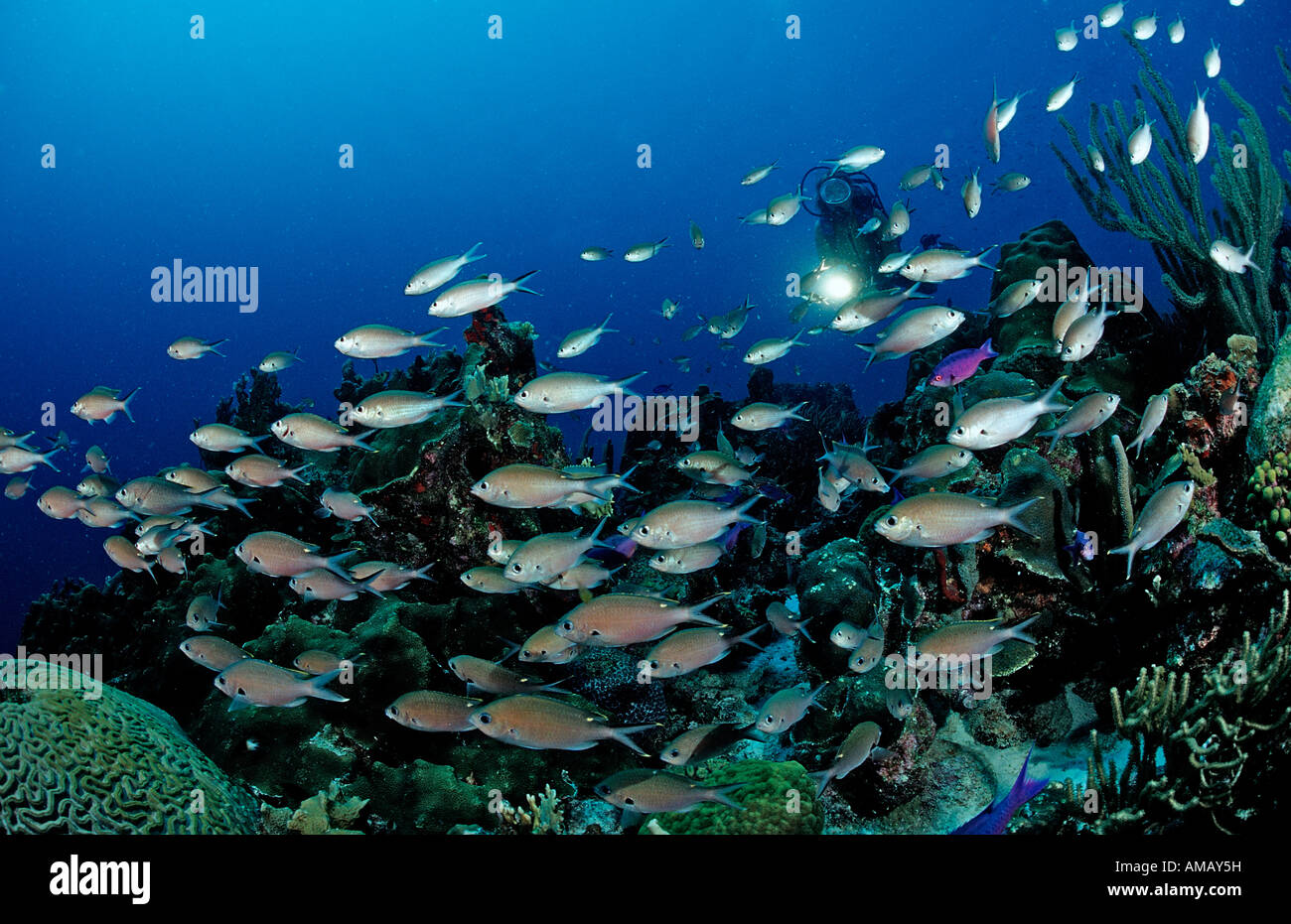 Brown chromis chromis multilineata hi-res stock photography and images ...