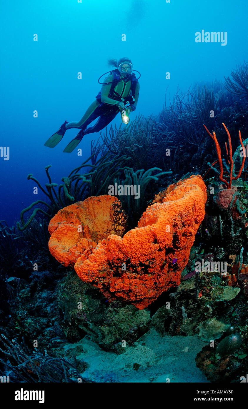 Scuba diver and Orange Elephant Ear Sponge Agelas clathrodes ...