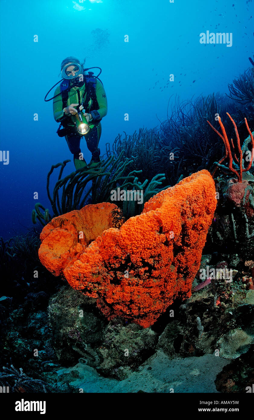 Scuba diver and Orange Elephant Ear Sponge Agelas clathrodes ...