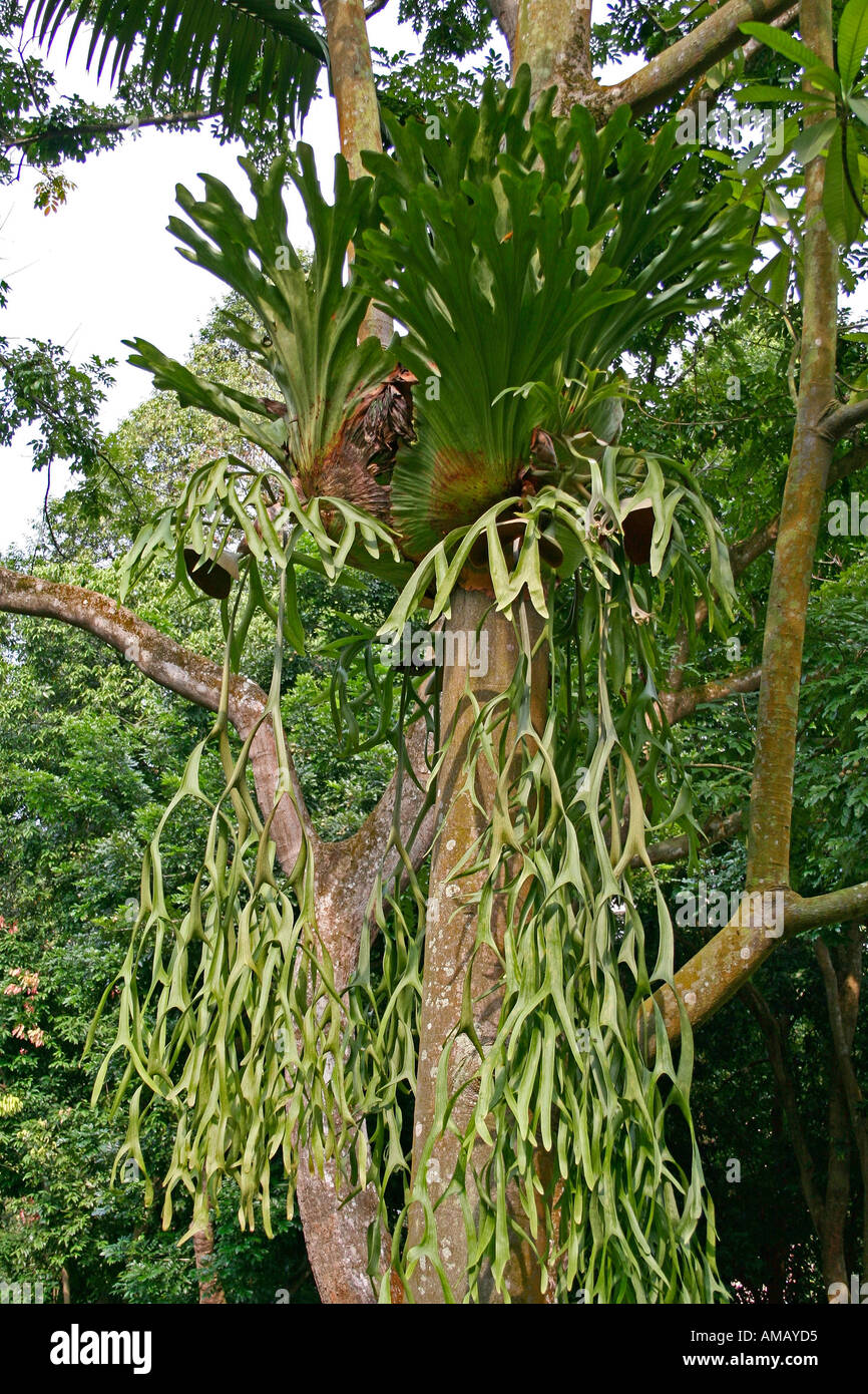 Tropical fern Malaysia Stock Photo - Alamy