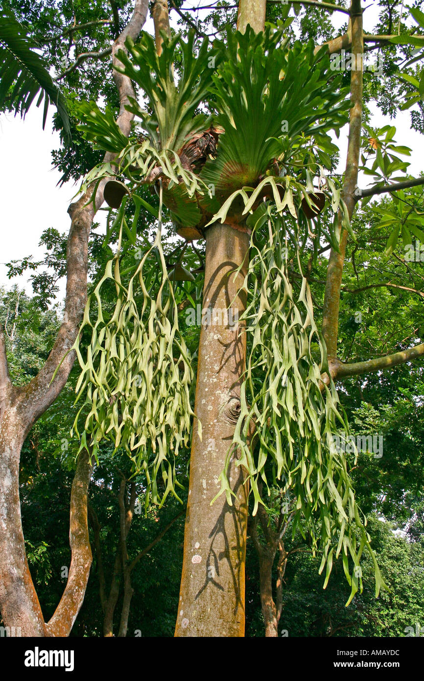 Tropical fern Malaysia Stock Photo - Alamy