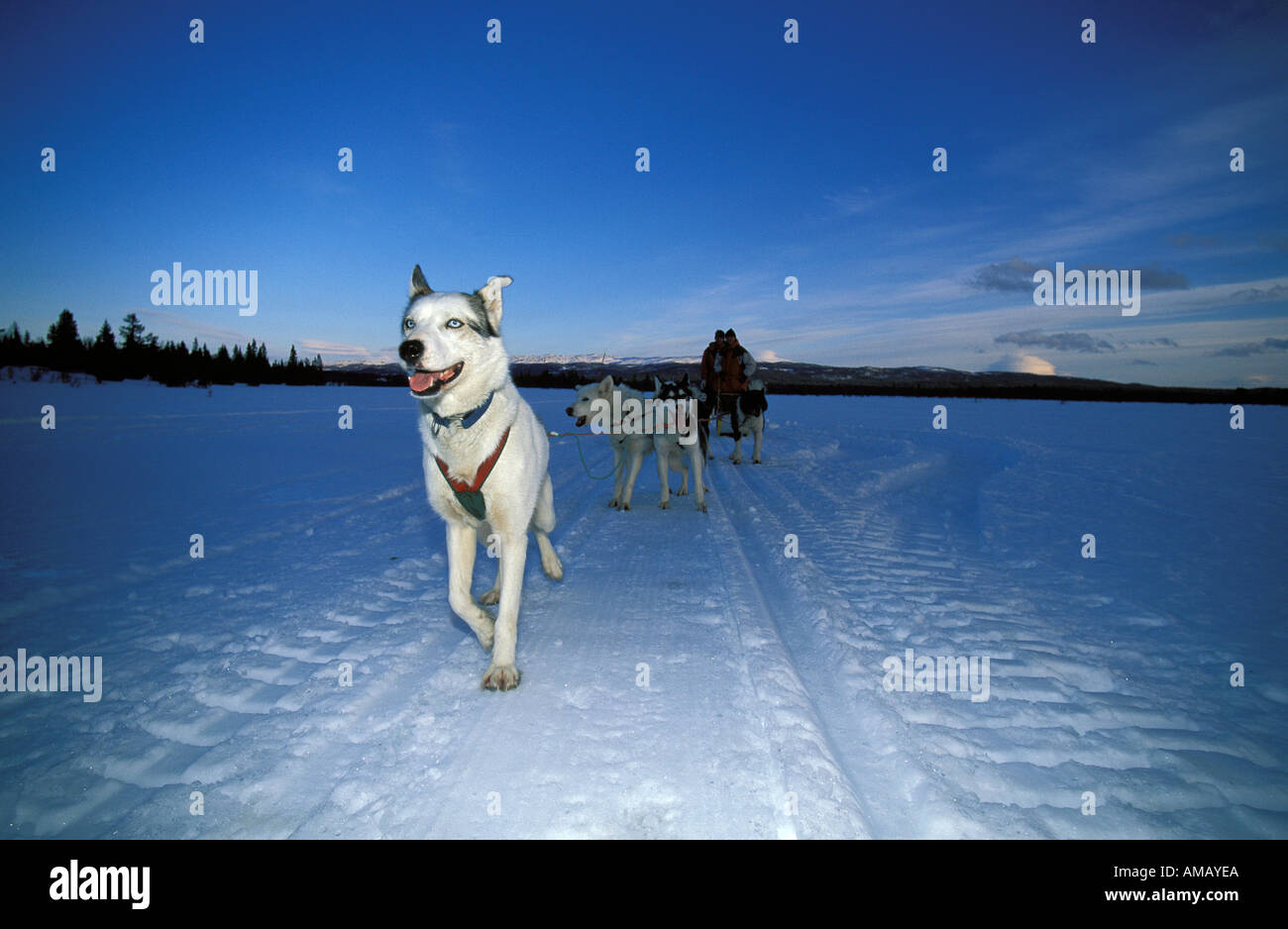 Norwegian sledge hi-res stock photography and images - Alamy