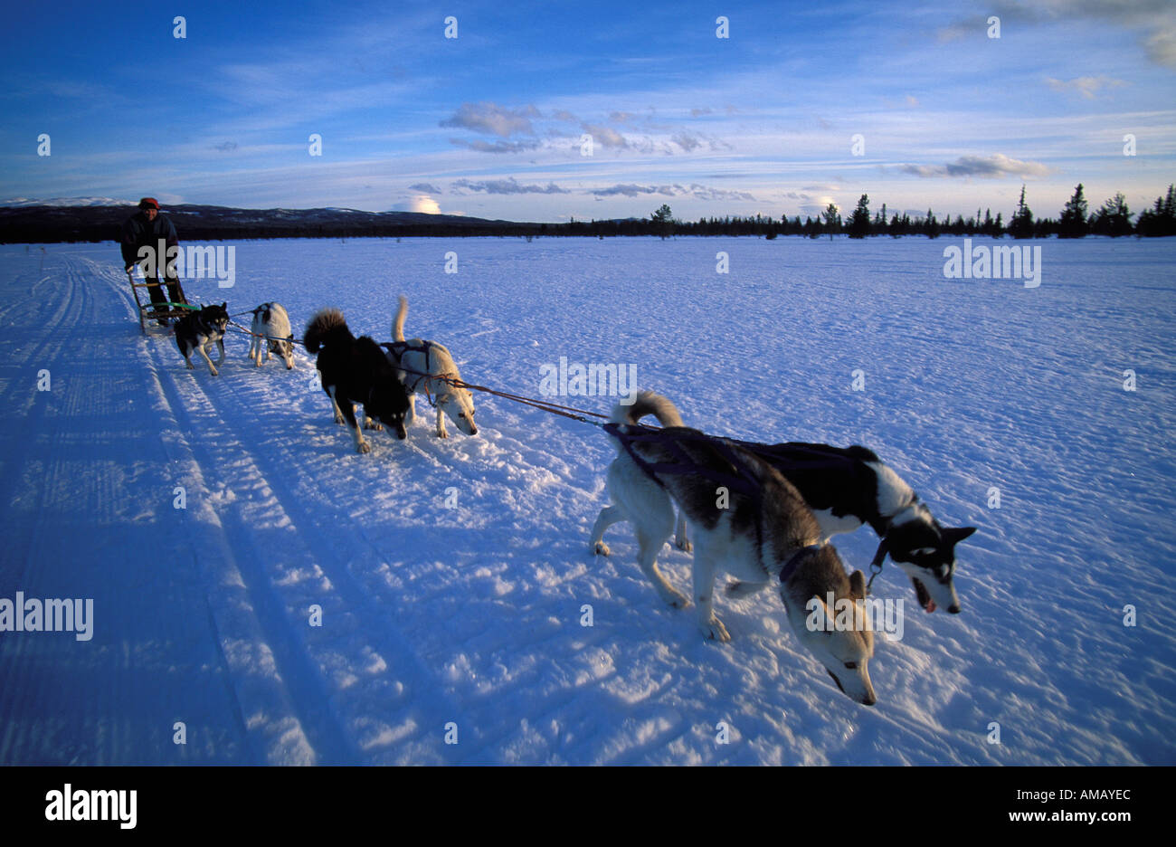Norwegian sledge hi-res stock photography and images - Alamy