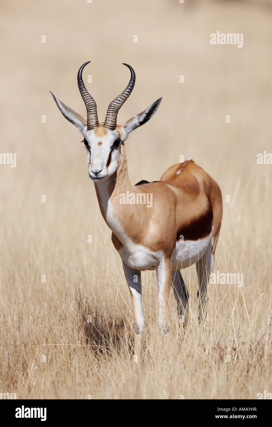 Male Springbok (Antidorcas marsupialis Stock Photo - Alamy