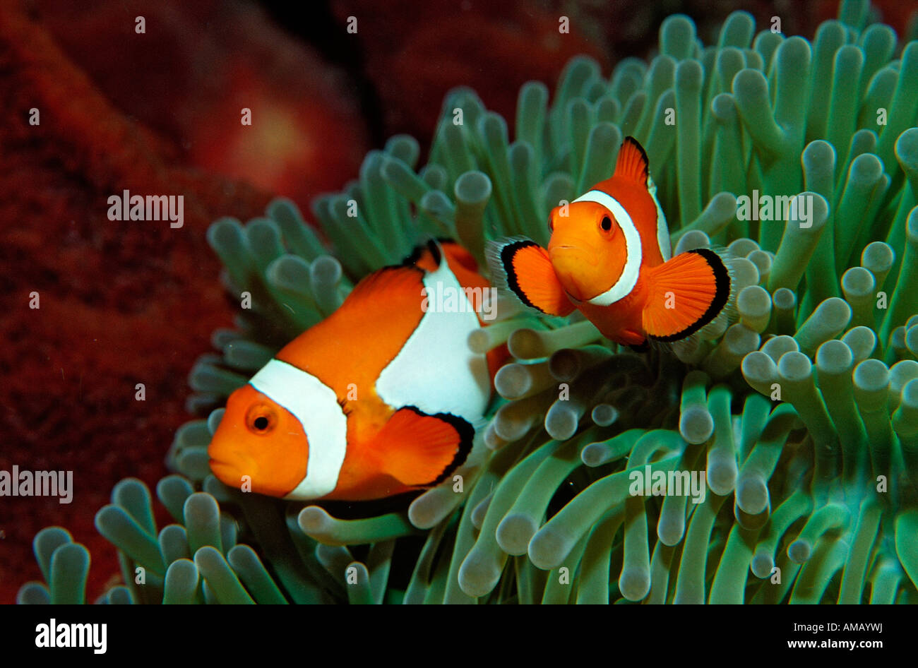 Two wild animals different species hi-res stock photography and images ...