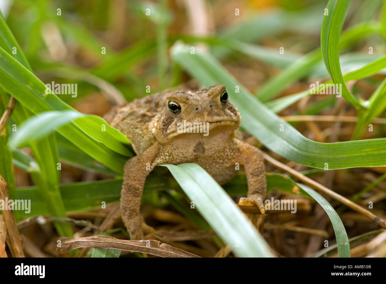 Toad in the grass Stock Photo - Alamy
