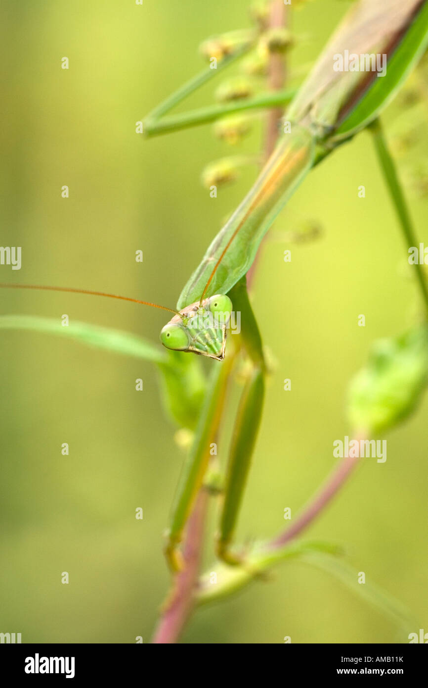 Chinese praying mantis tenodera aridifolia hi-res stock photography and ...