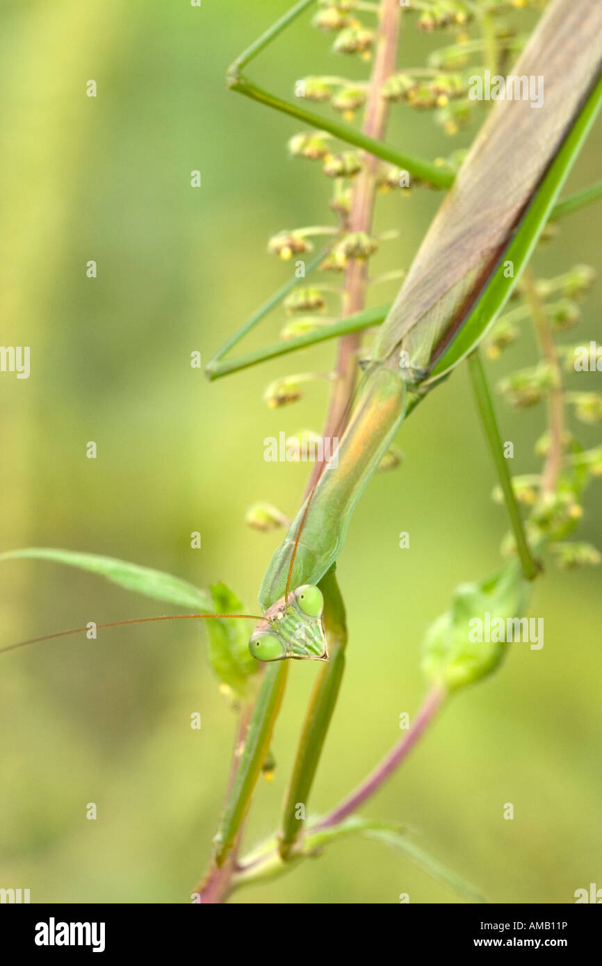 Chinese praying mantis tenodera aridifolia hi-res stock photography and ...