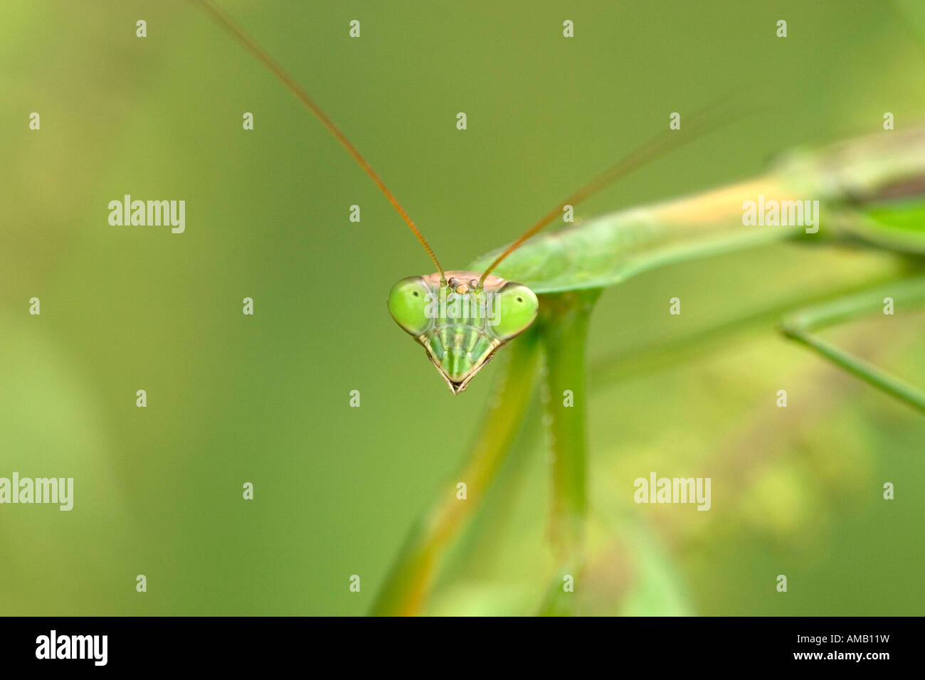Chinese praying mantis tenodera aridifolia hi-res stock photography and ...