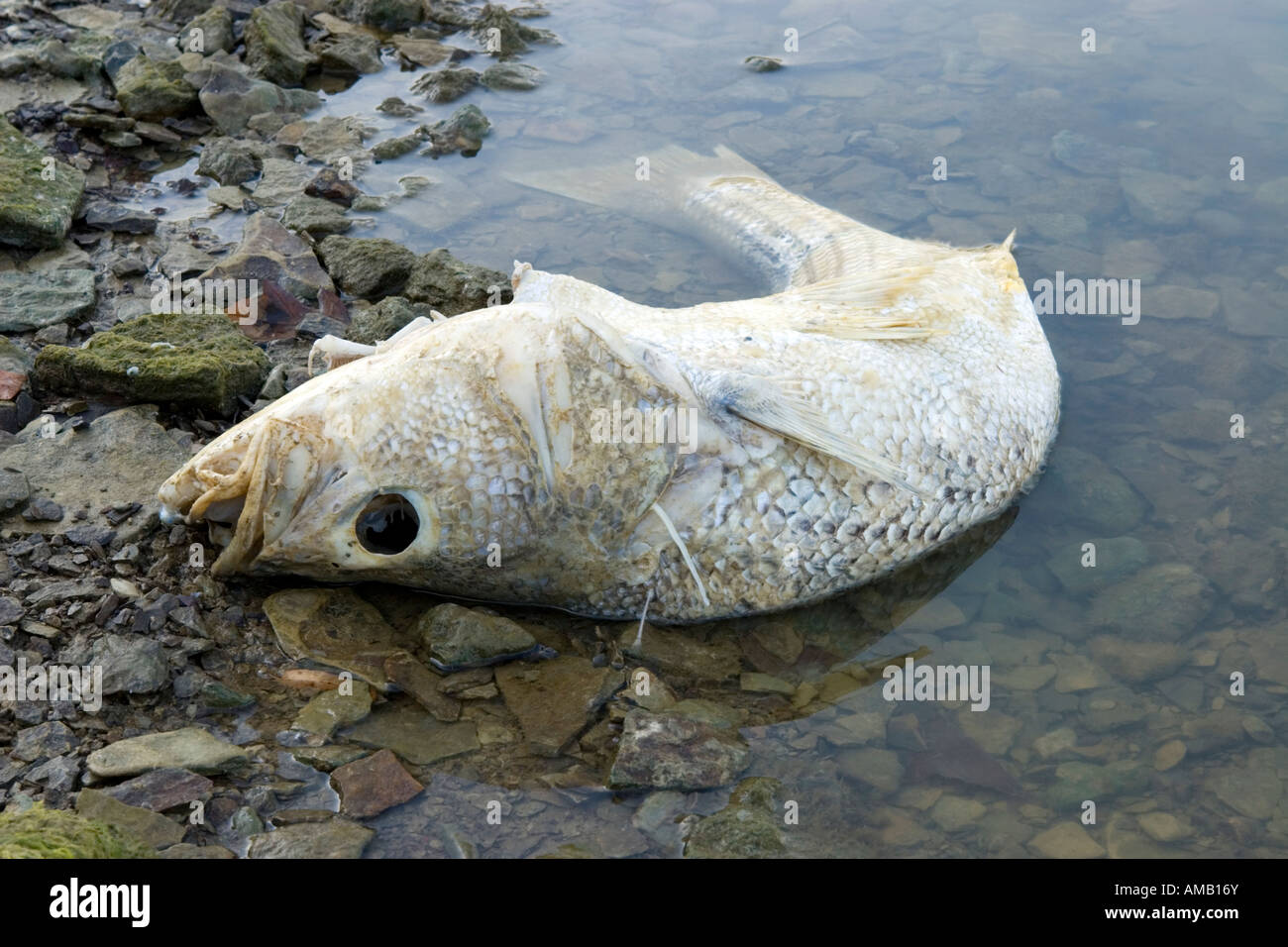Dead carp in the water Stock Photo - Alamy