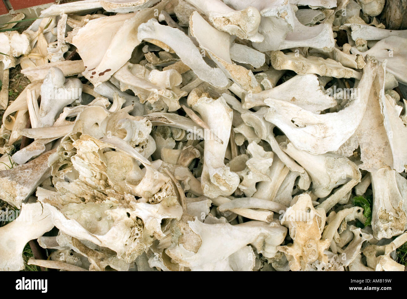 Dried bones to be ground up and used for fertilizer Stock Photo - Alamy