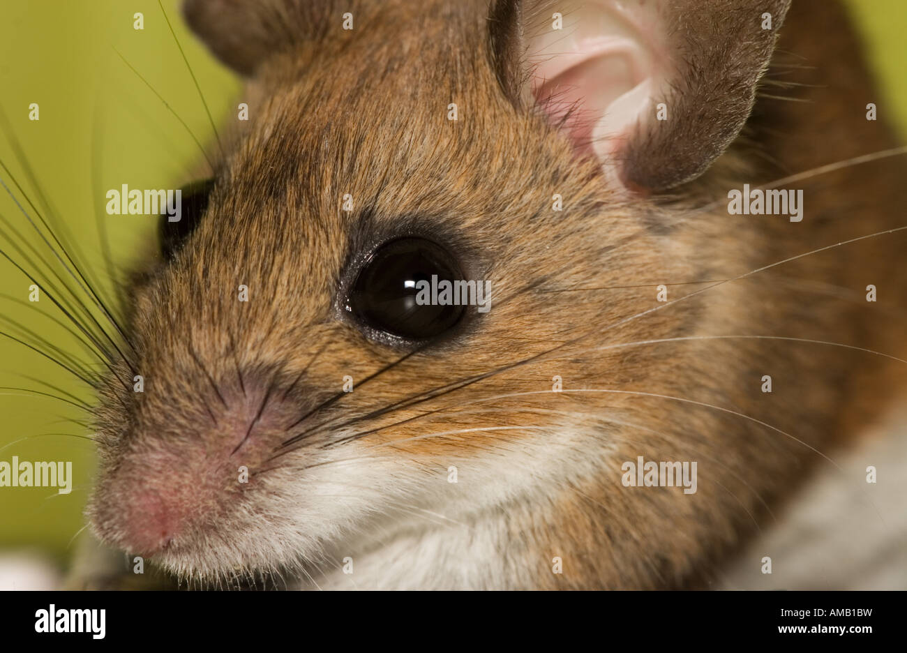 Field mouse ear macro hi-res stock photography and images - Alamy