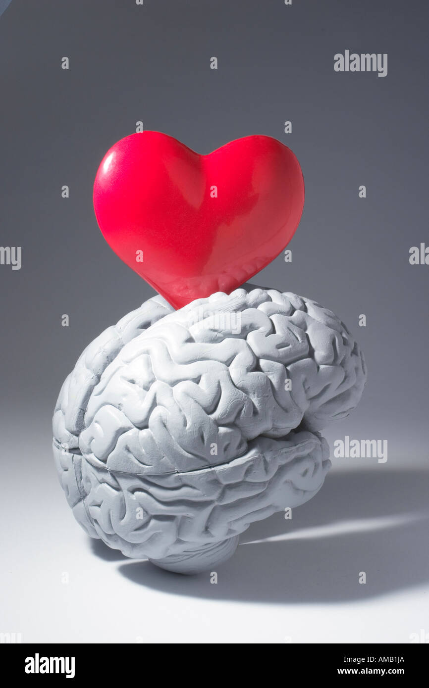 Human Brain with Red Love Heart Stock Photo - Alamy