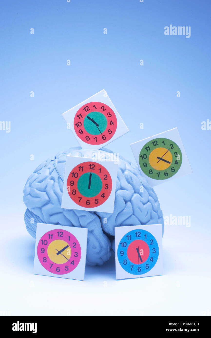 Human Brain with Cardboard Clocks Stock Photo - Alamy