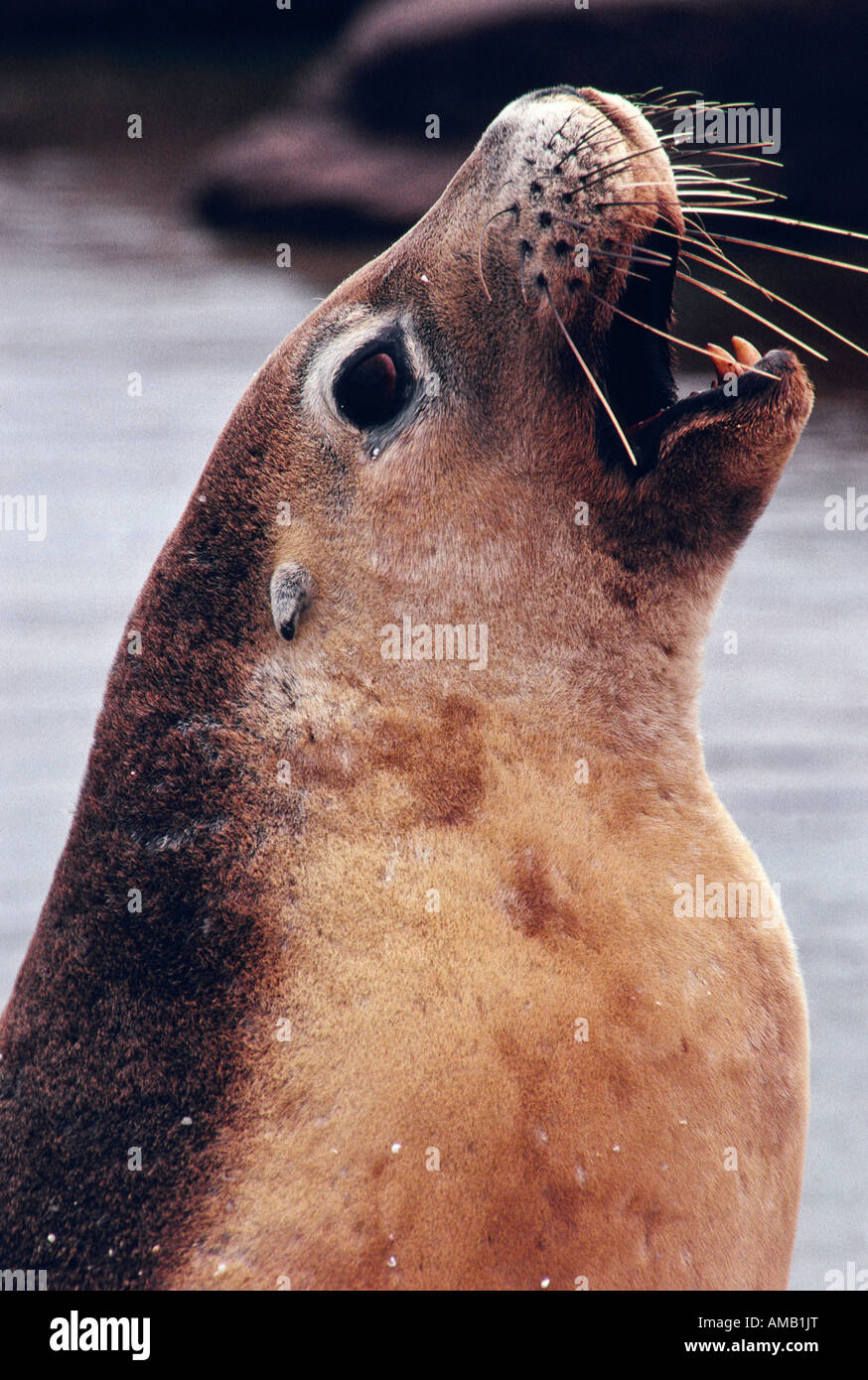 Sea lion teeth close up hi-res stock photography and images - Alamy