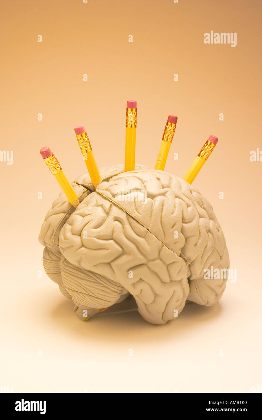 Human Brain with Pencils Stock Photo - Alamy