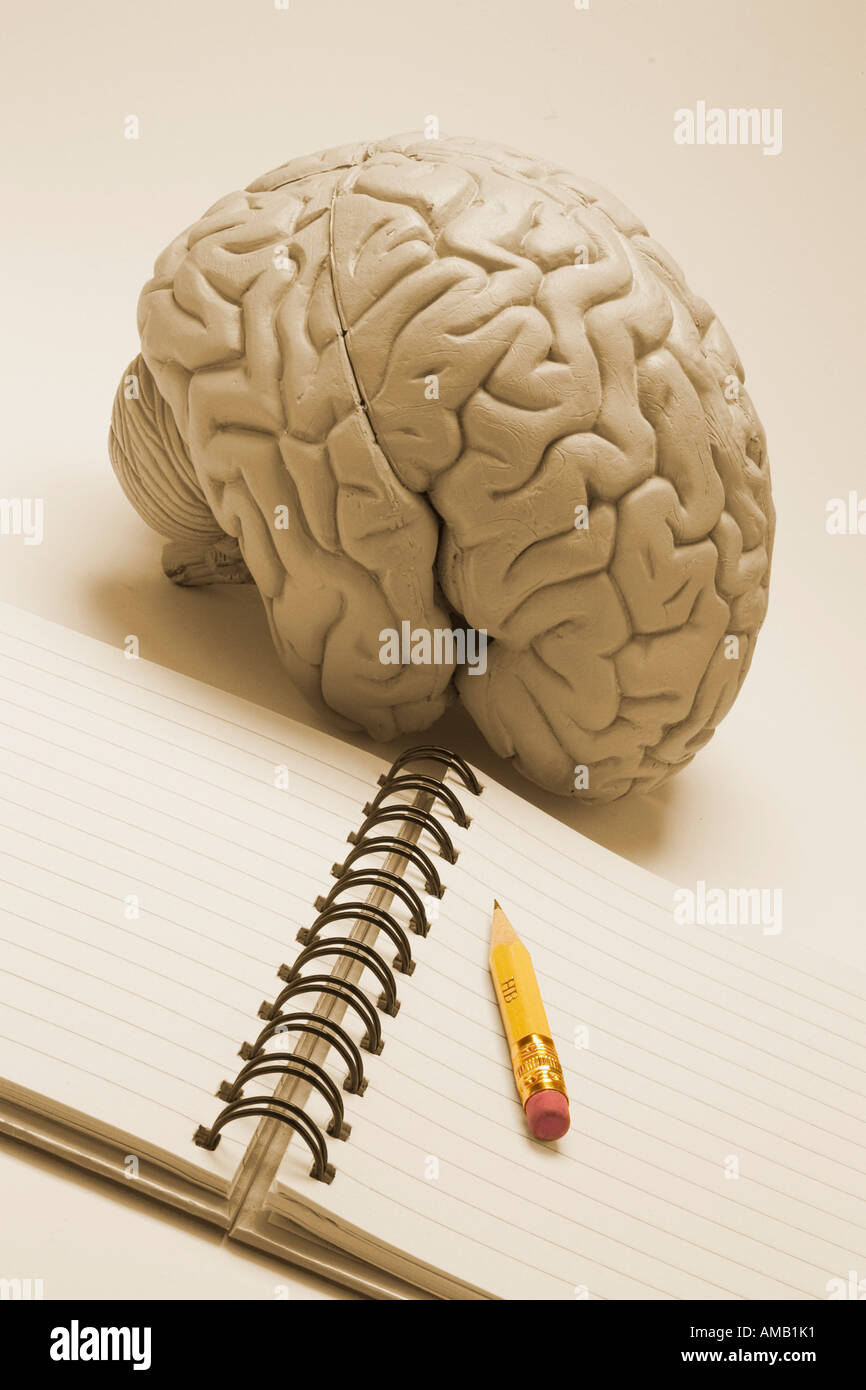 Human Brain with Pencil and Notebook Stock Photo - Alamy