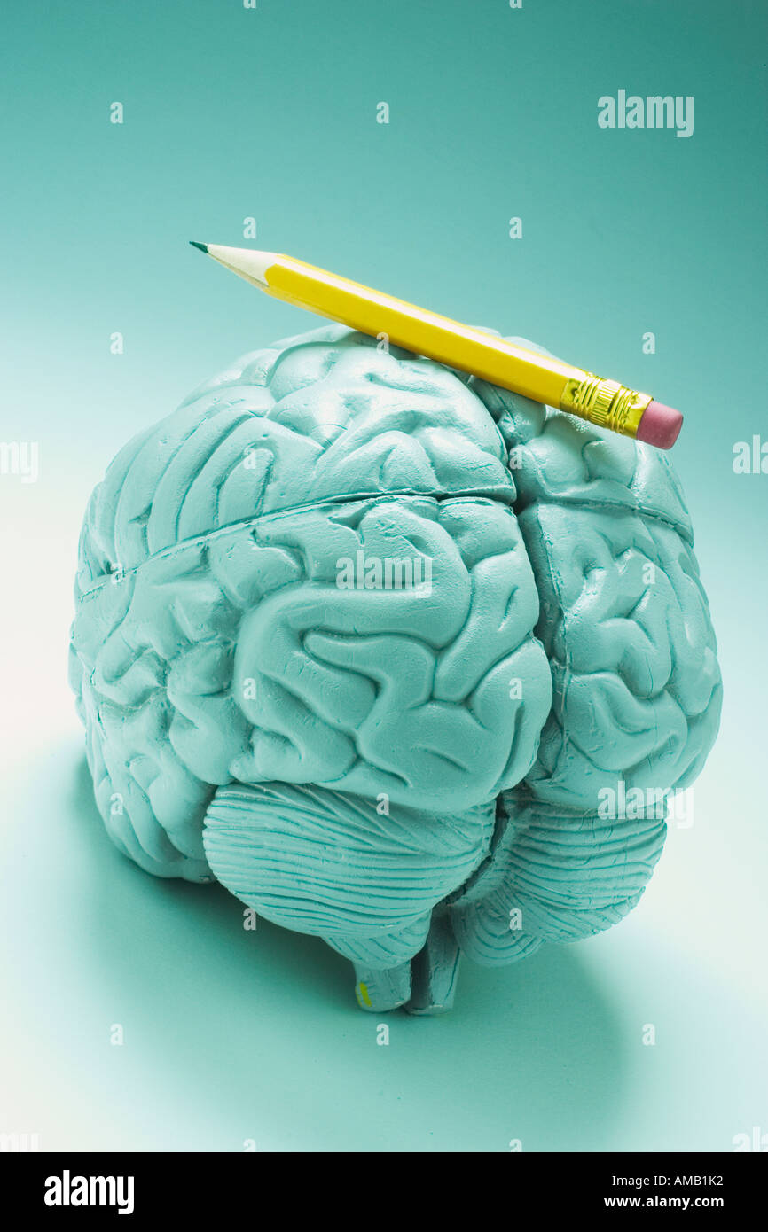 Human Brain with Pencil Stock Photo - Alamy