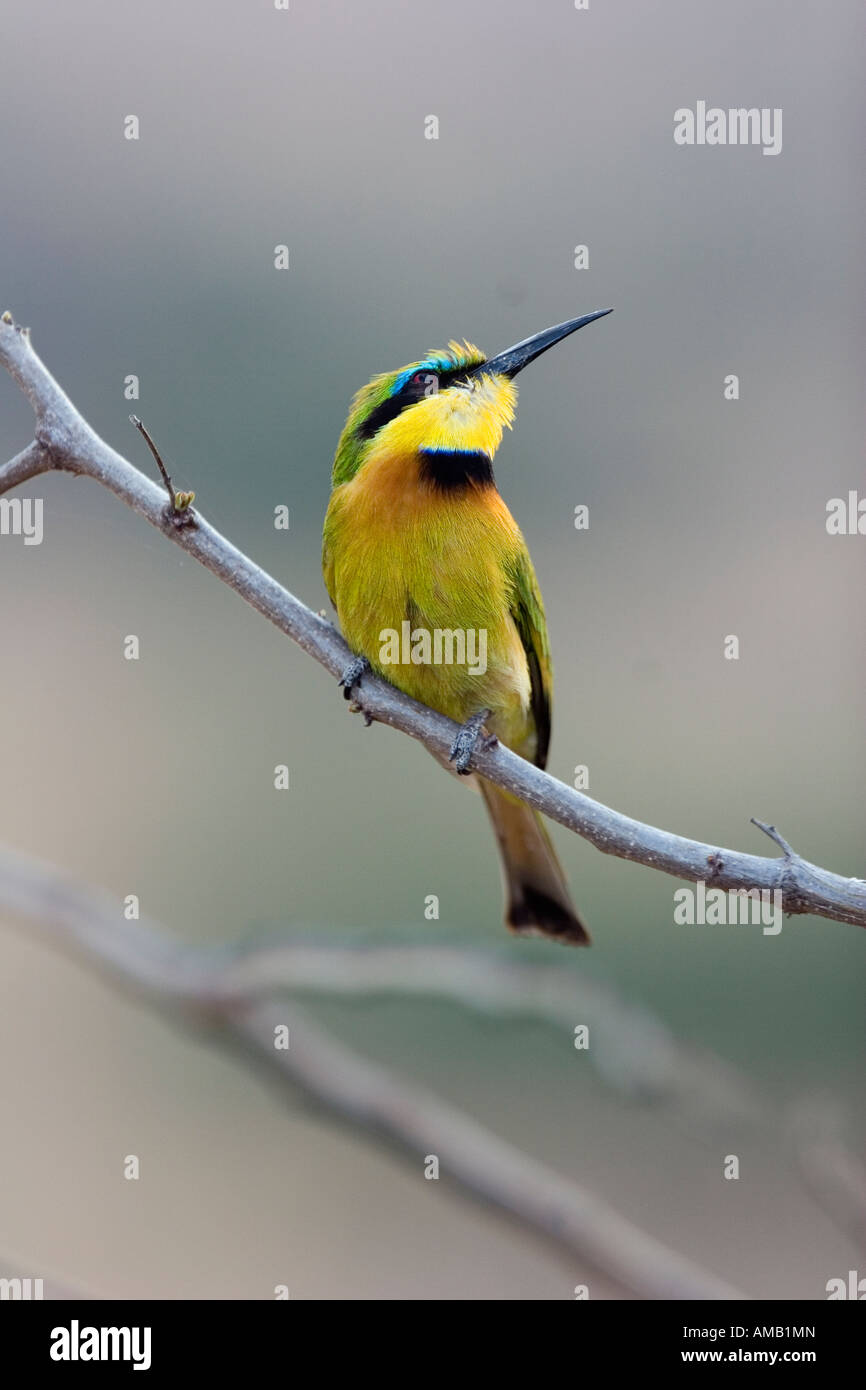 Little bee eater hi-res stock photography and images - Alamy