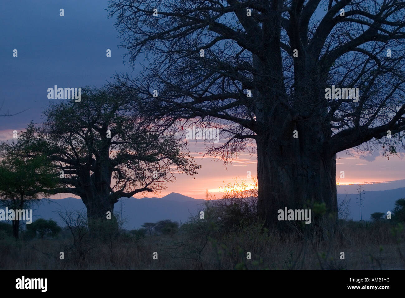 baobab trees in sunset Stock Photo - Alamy
