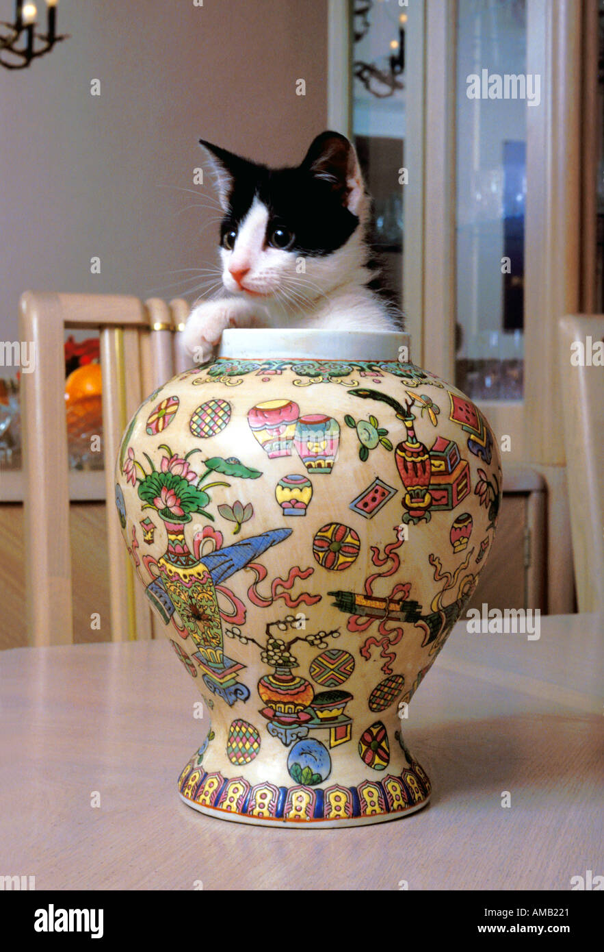 Cat in vase Stock Photo - Alamy