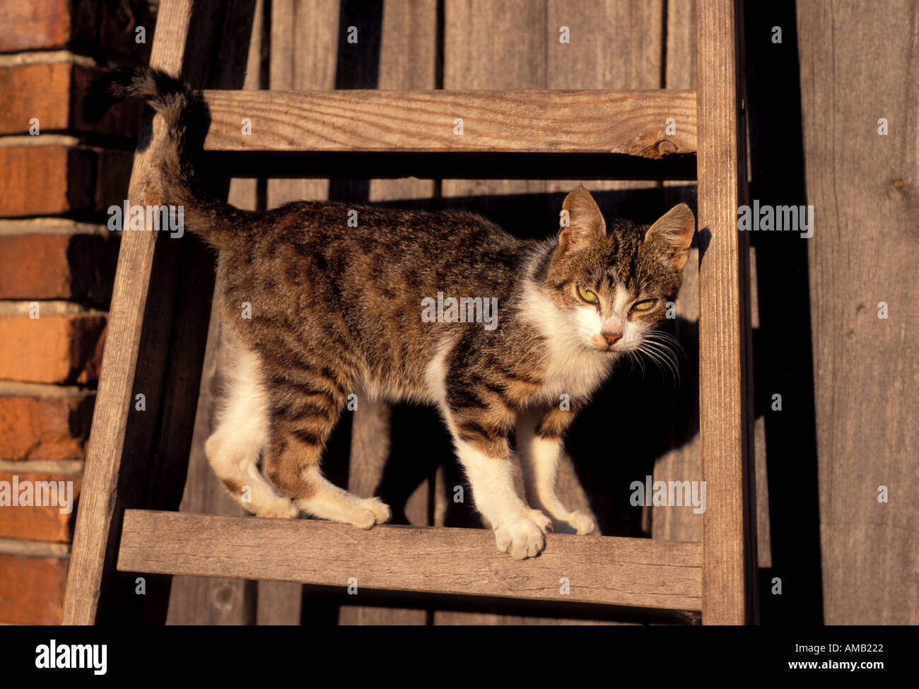Cat on ladder Stock Photo - Alamy