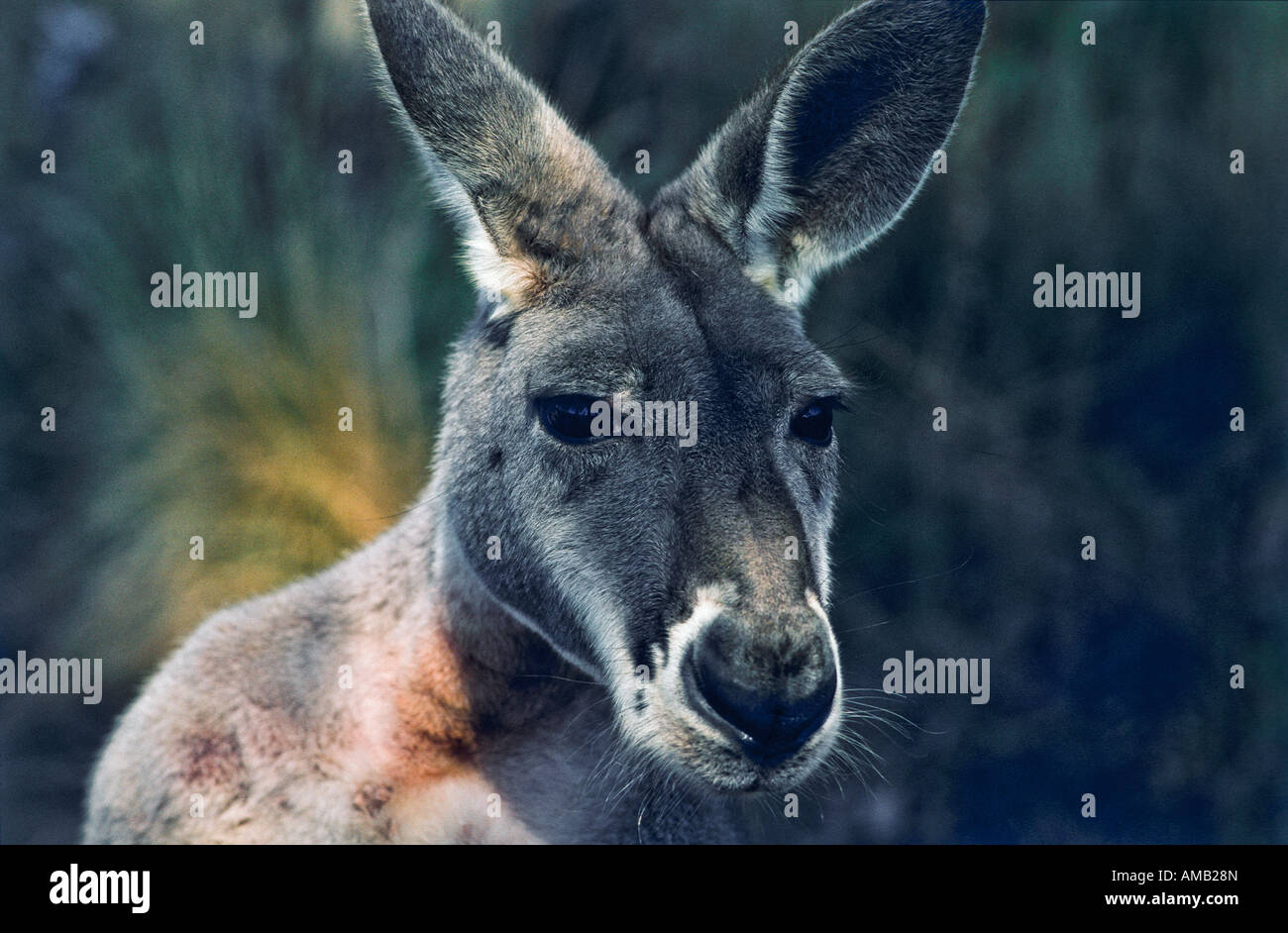 Kangaroo ears hi-res stock photography and images - Alamy