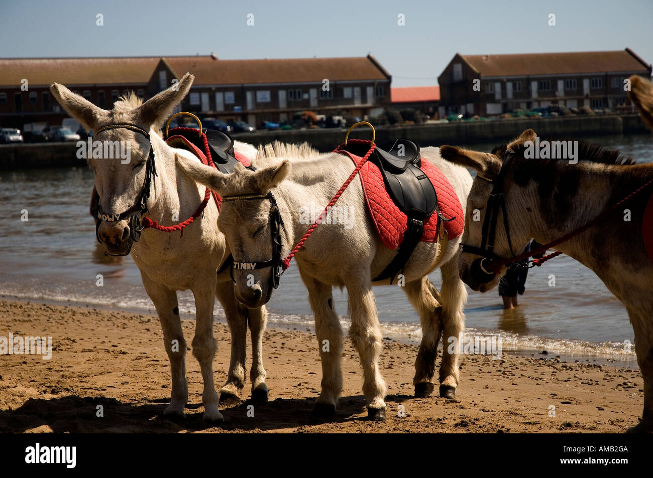 Donkeys donkey South Sands beach in summer Scarborough North Yorkshire ...