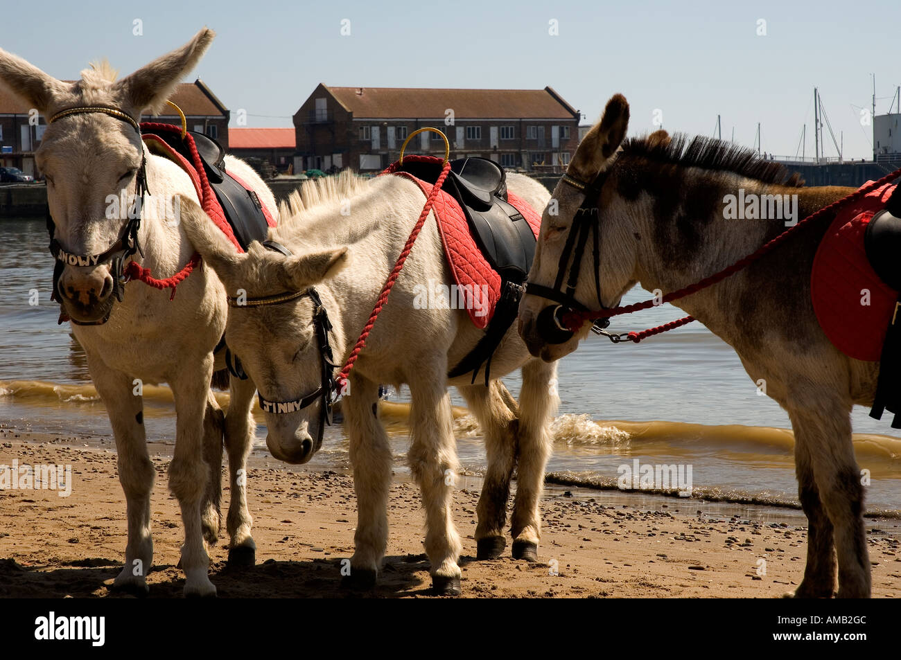 Donkeys donkey on South Sands beach in summer Scarborough North ...