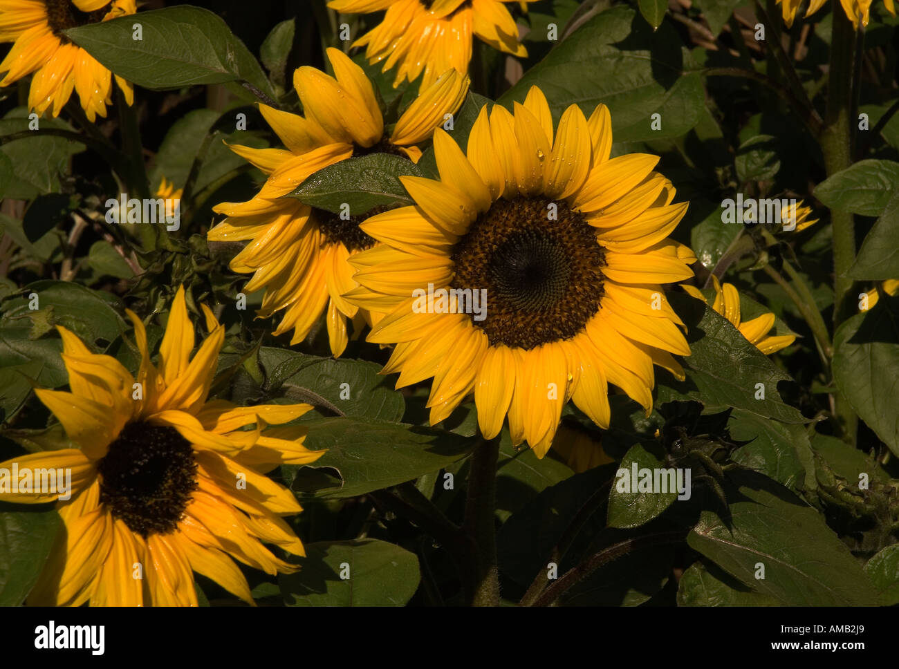 Dwarf sunflowers hi-res stock photography and images - Alamy