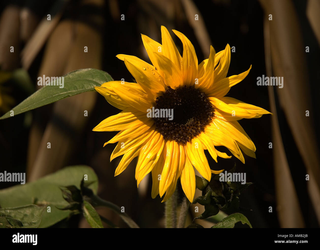 Dwarf sunflower plants High Resolution Stock Photography and Images - Alamy