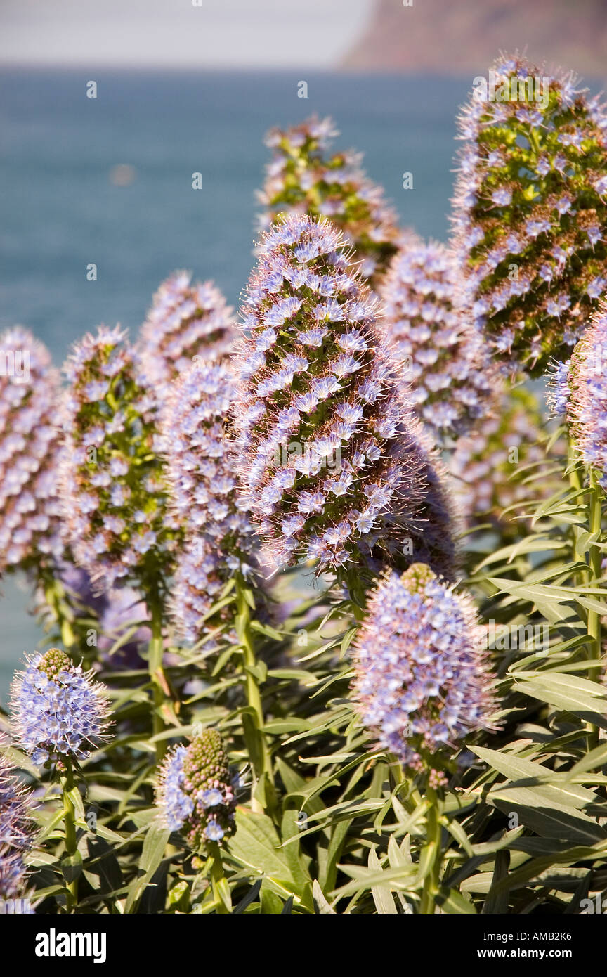 Echiums hi-res stock photography and images - Alamy