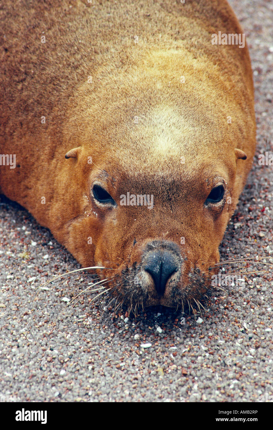 “Sea lion”, Australia Stock Photo - Alamy
