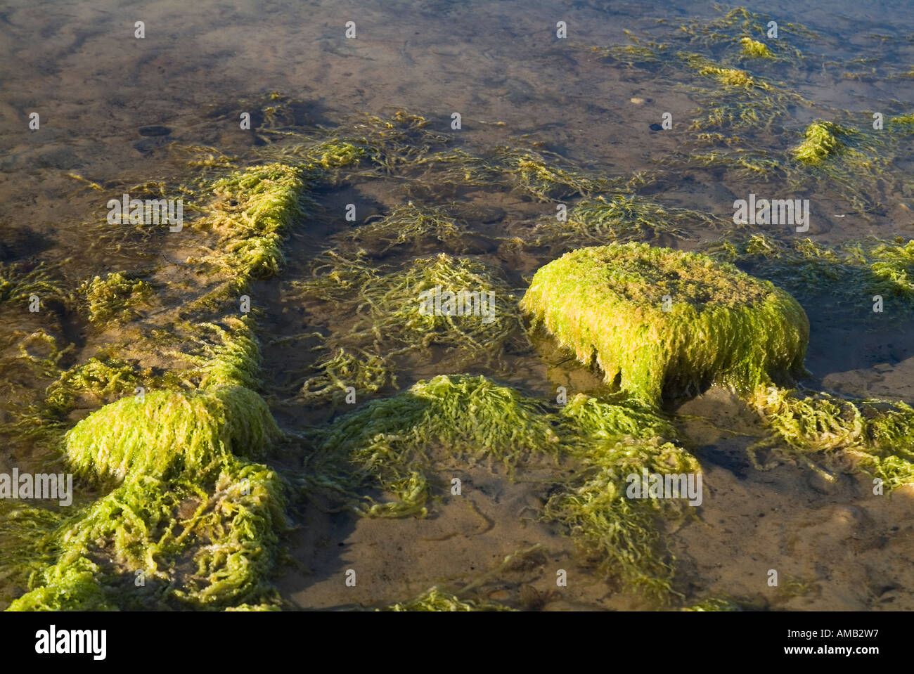 dh SEAWEED UK Yellow green enteromorpha intestinalis seaweed or rocky ...