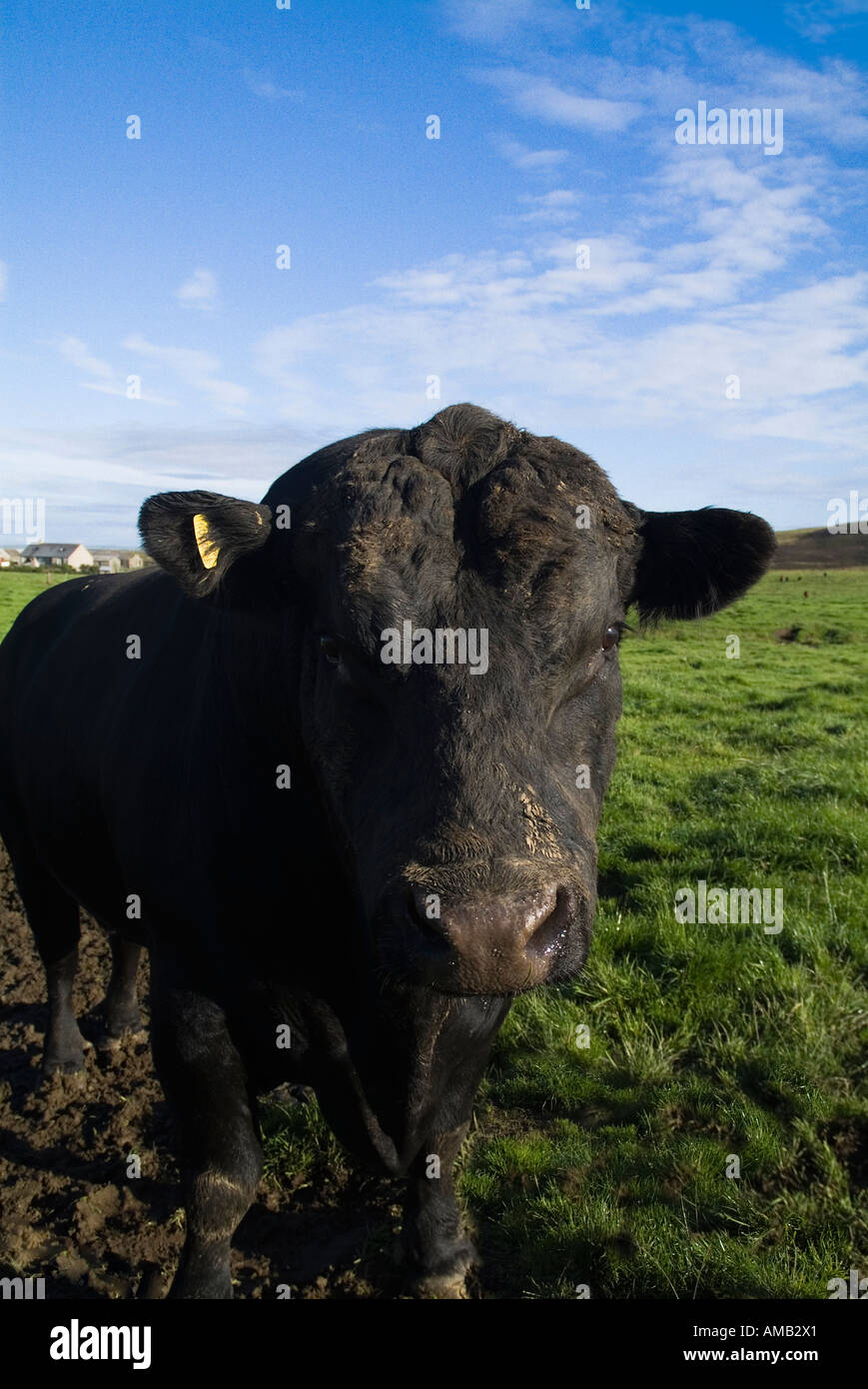 Bull breed hi-res stock photography and images - Alamy