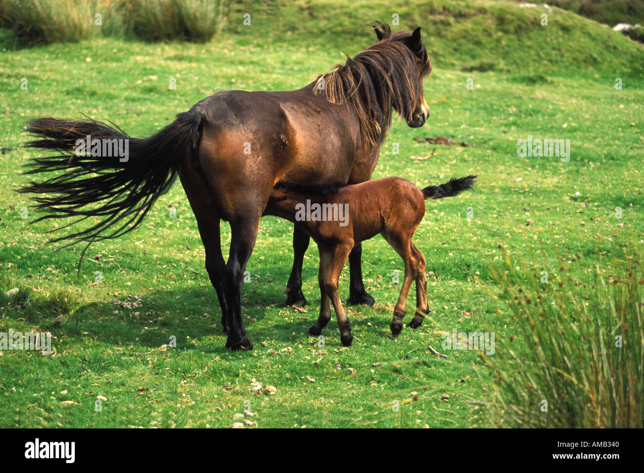 Dartmoor Ponies 4 Stock Photo - Alamy