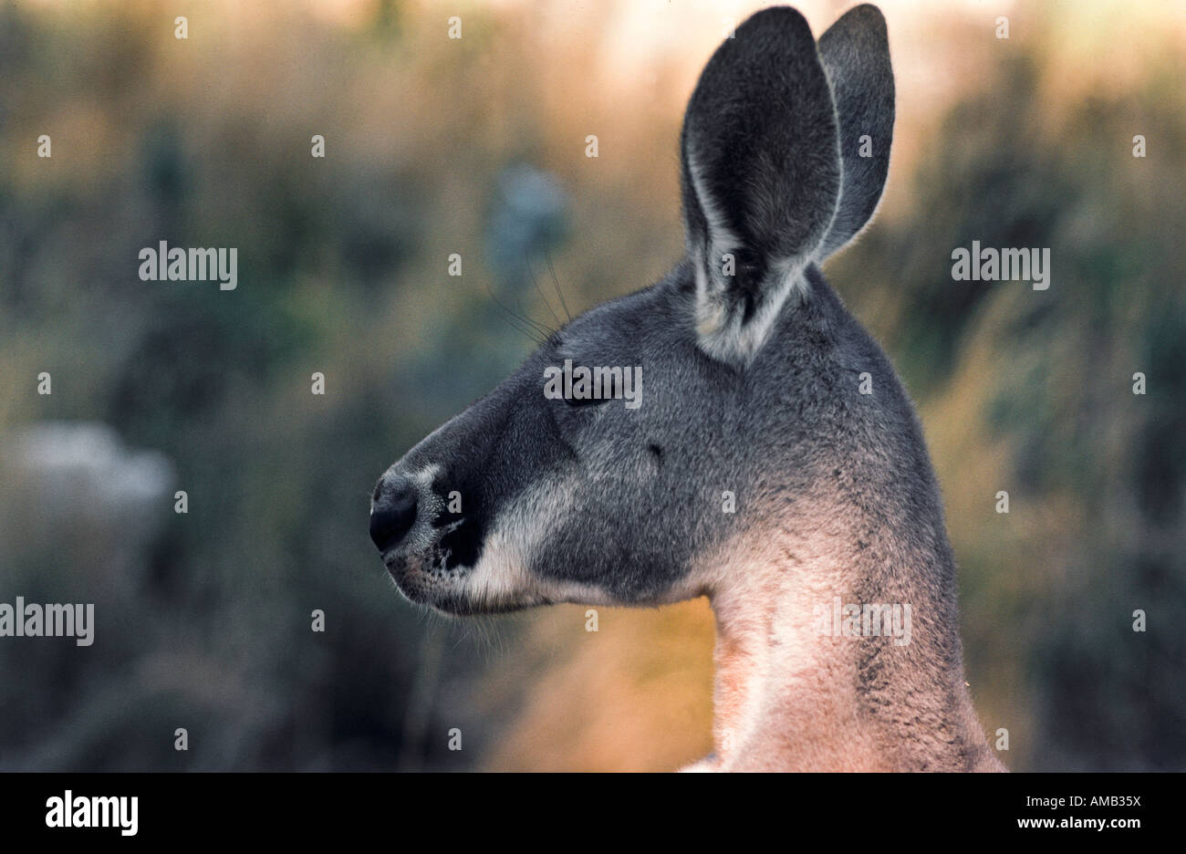 Kangaroo ears hi-res stock photography and images - Alamy