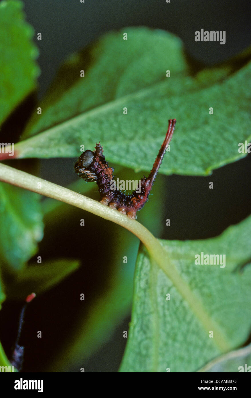 Puss Moth Larvae (Cerura vinula) life cycle, freshly hatched ...