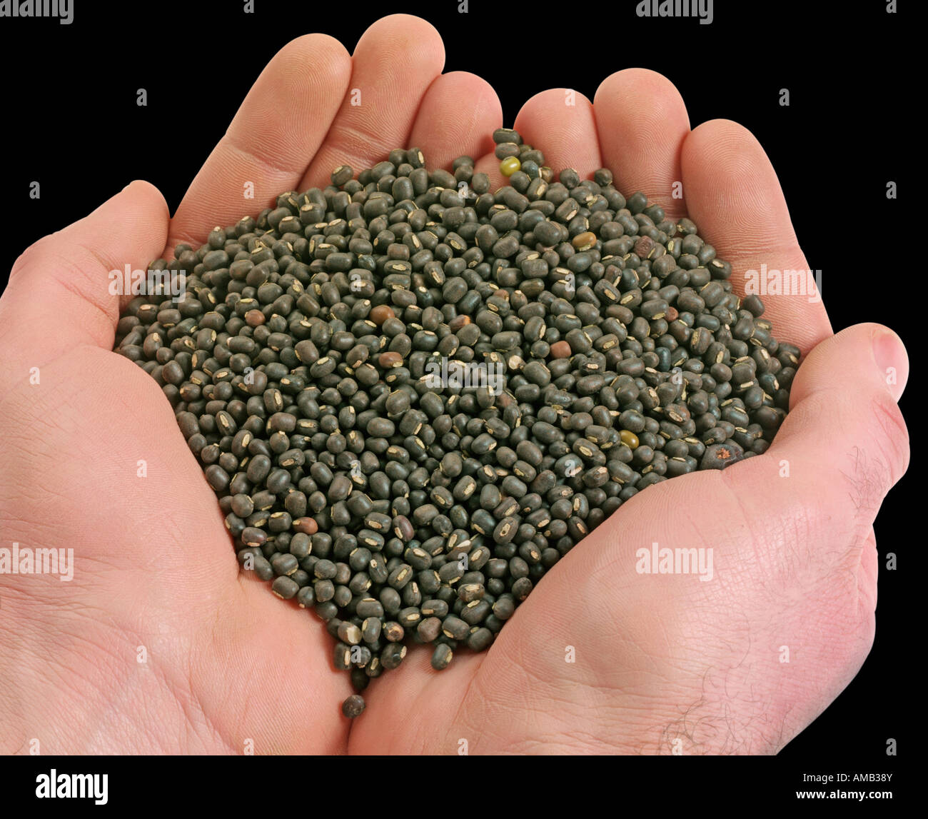 HANDFUL OF BLACK MUNG BEANS Stock Photo - Alamy