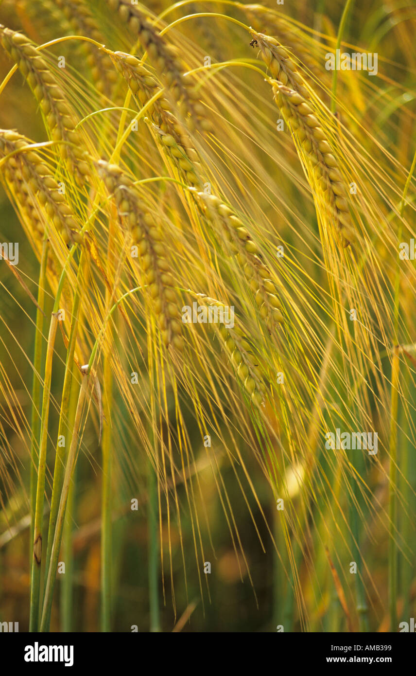 Growing Barley in ear close-up Stock Photo - Alamy